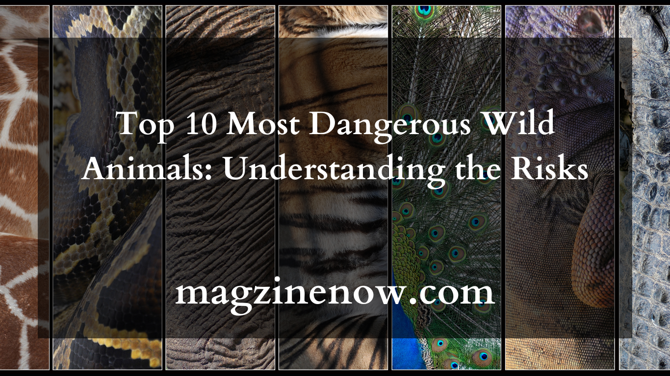 Top 10 Most Dangerous Wild Animals: Understanding The Risks